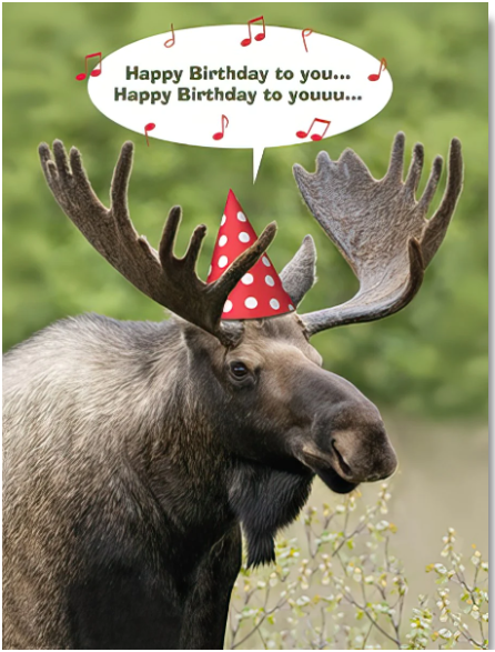 Card - LT/Birthday - Moose Wearing Party Hat – GYFTZ